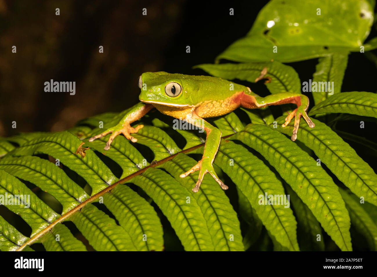 Sao Paulo Leaf Frog - Phyllomedusa distincta Stock Photo - Alamy