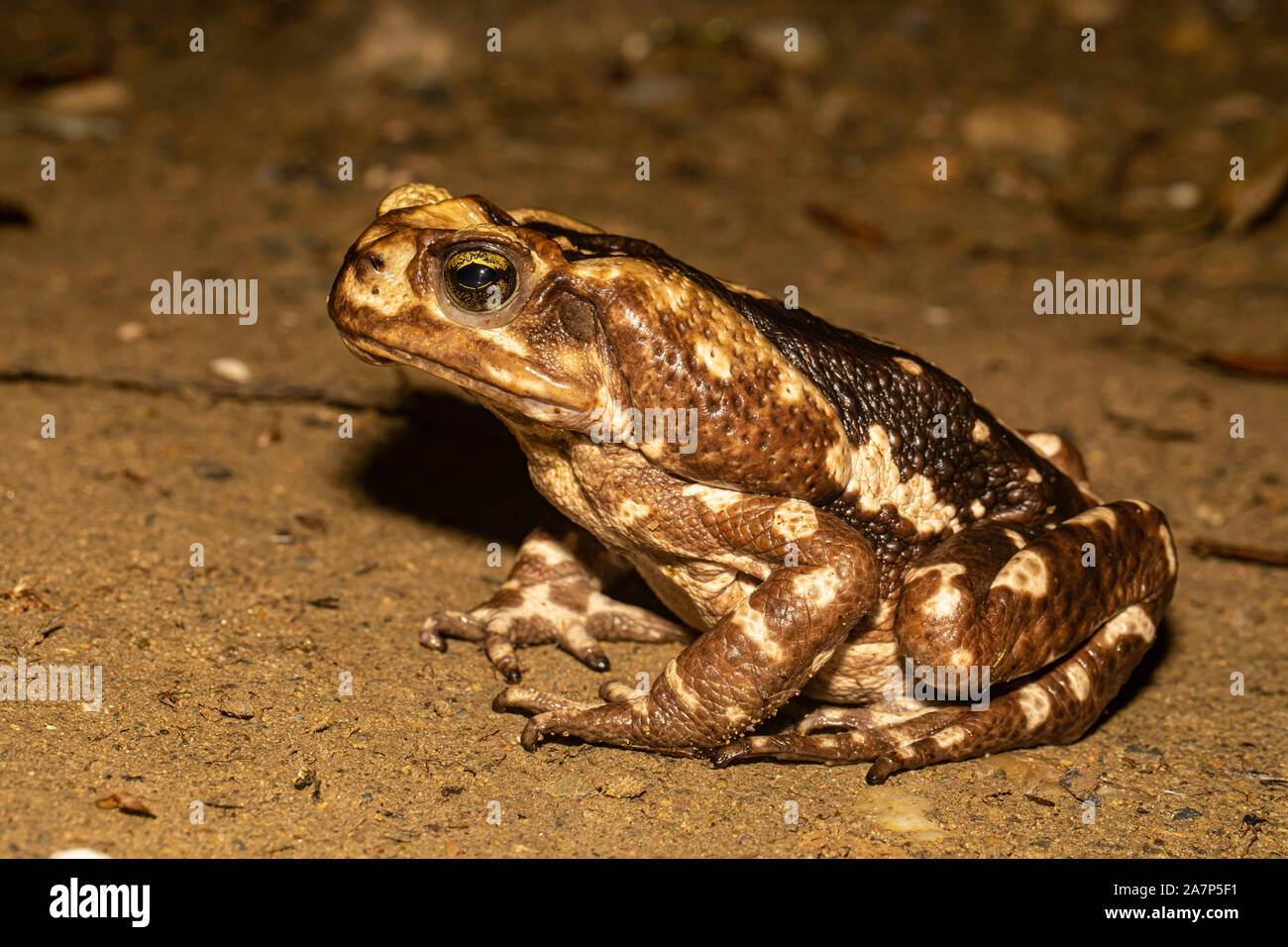 Yellow Cururu Toad - Rhinella icterica Stock Photo - Alamy