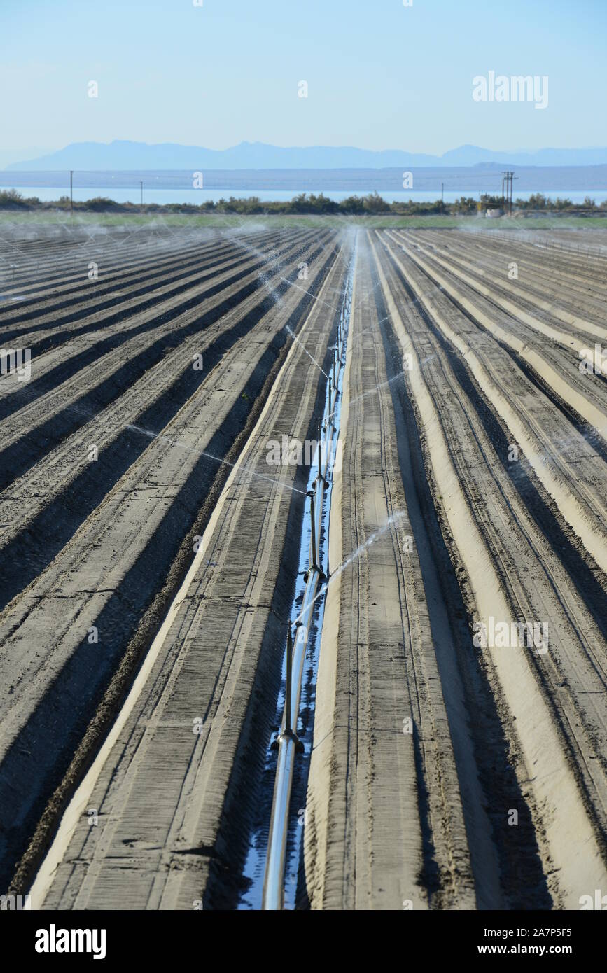 Water irrigation in California Stock Photo - Alamy