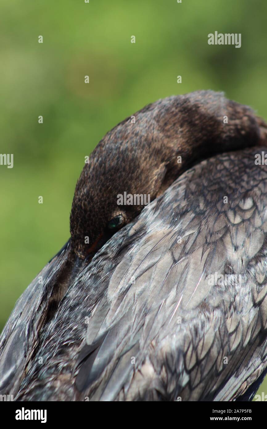 Florida Swamp Bird with blue eyes Stock Photo - Alamy