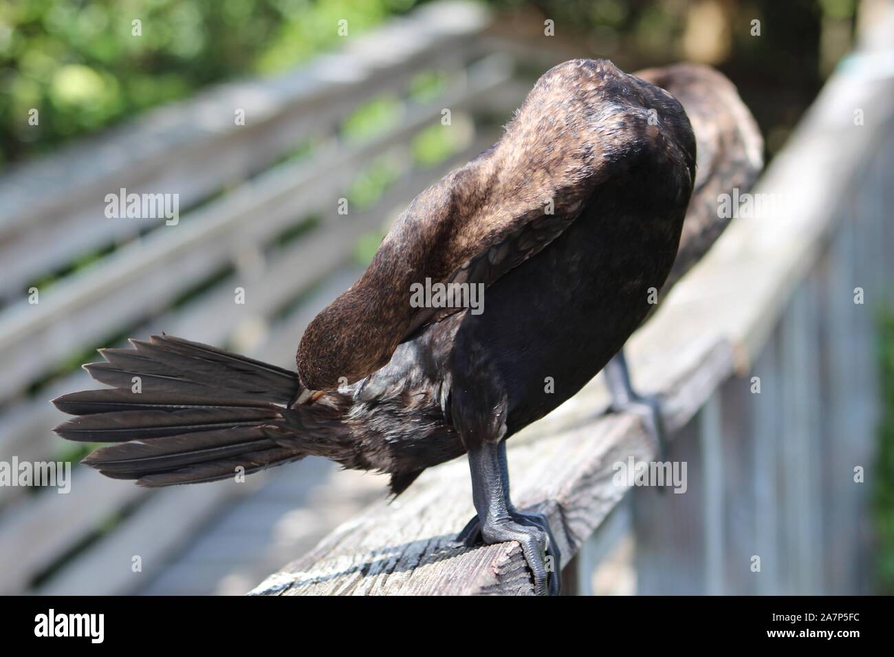 Florida Swamp Bird with blue eyes Stock Photo - Alamy