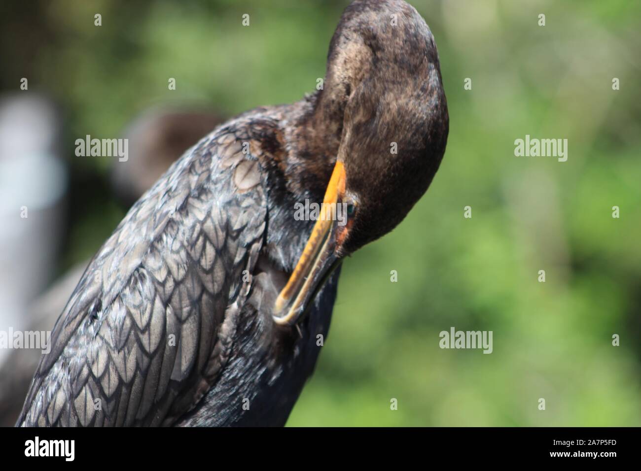 Florida Swamp Bird with blue eyes Stock Photo - Alamy