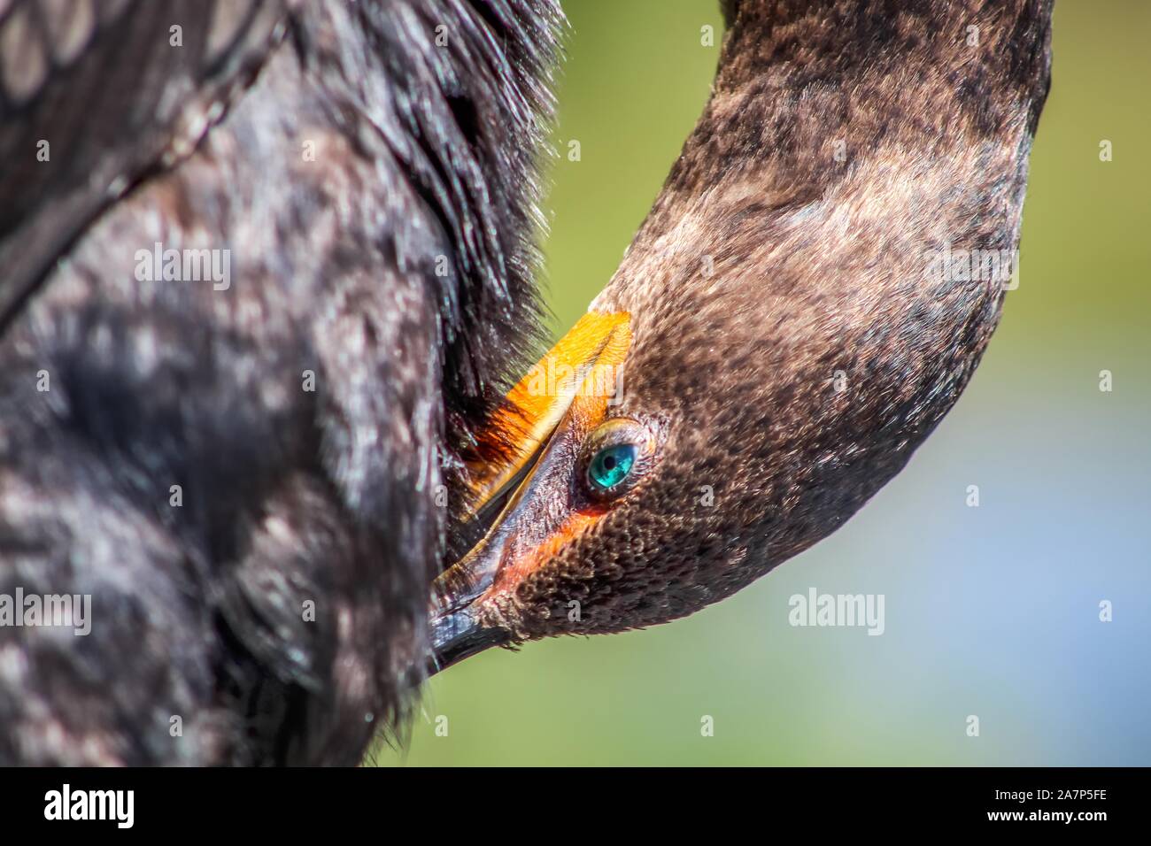 Florida Swamp Bird with blue eyes Stock Photo - Alamy