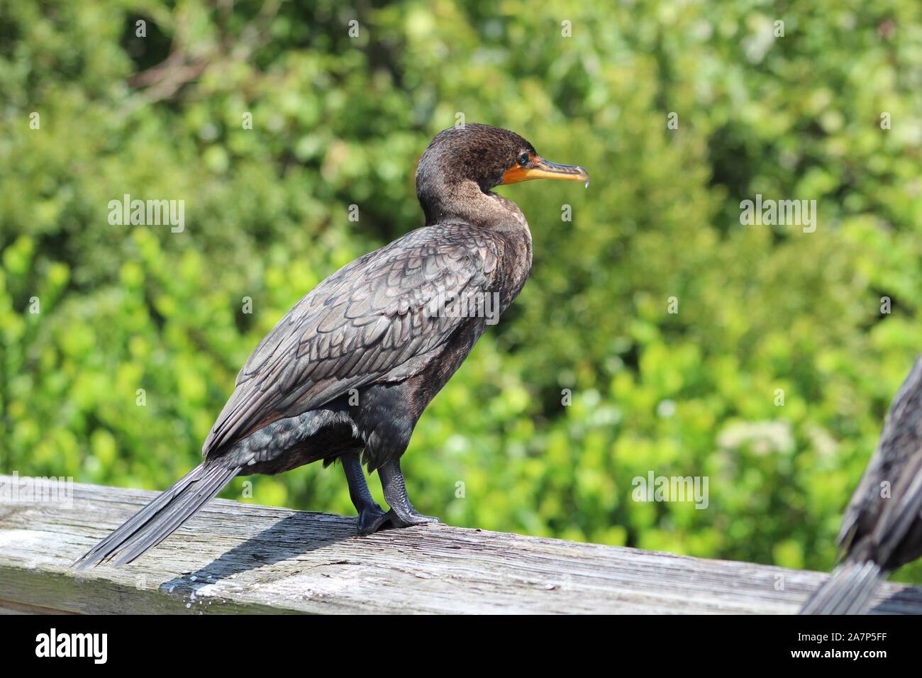 Florida Swamp Bird with blue eyes Stock Photo - Alamy