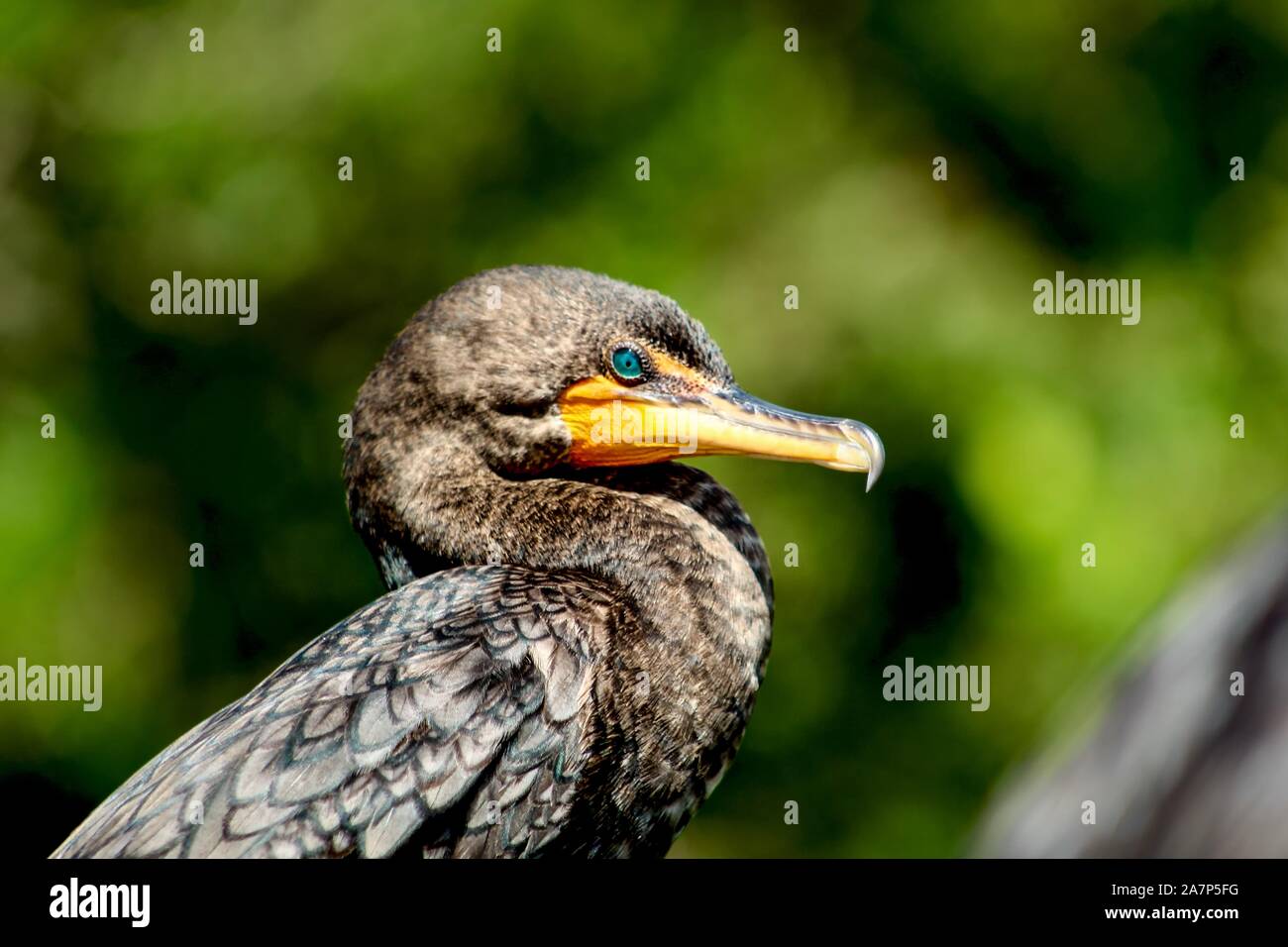 Florida Swamp Bird with blue eyes Stock Photo - Alamy