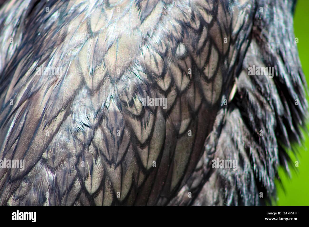 Florida Swamp Bird with blue eyes Stock Photo - Alamy