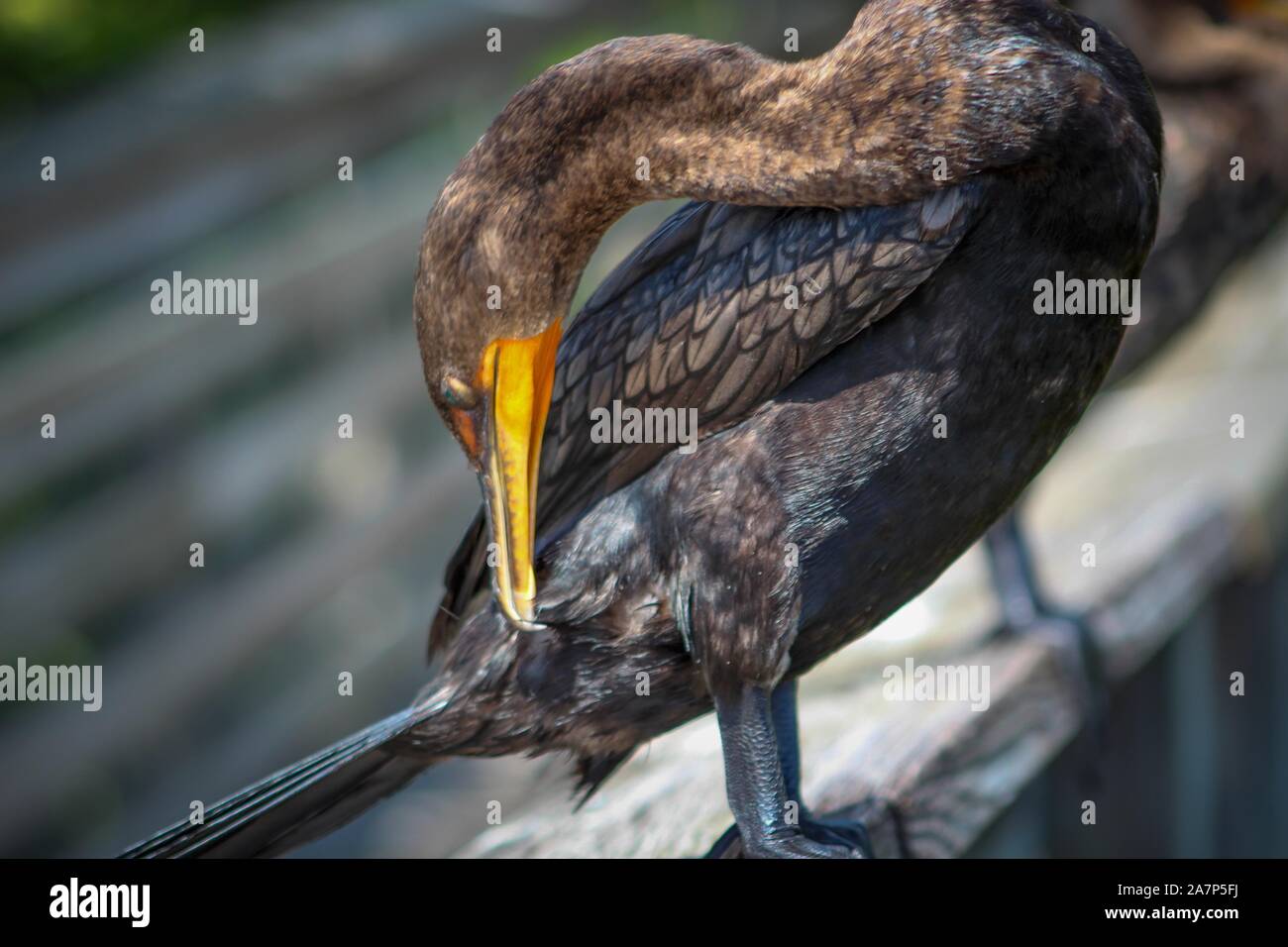 Florida Swamp Bird with blue eyes Stock Photo - Alamy
