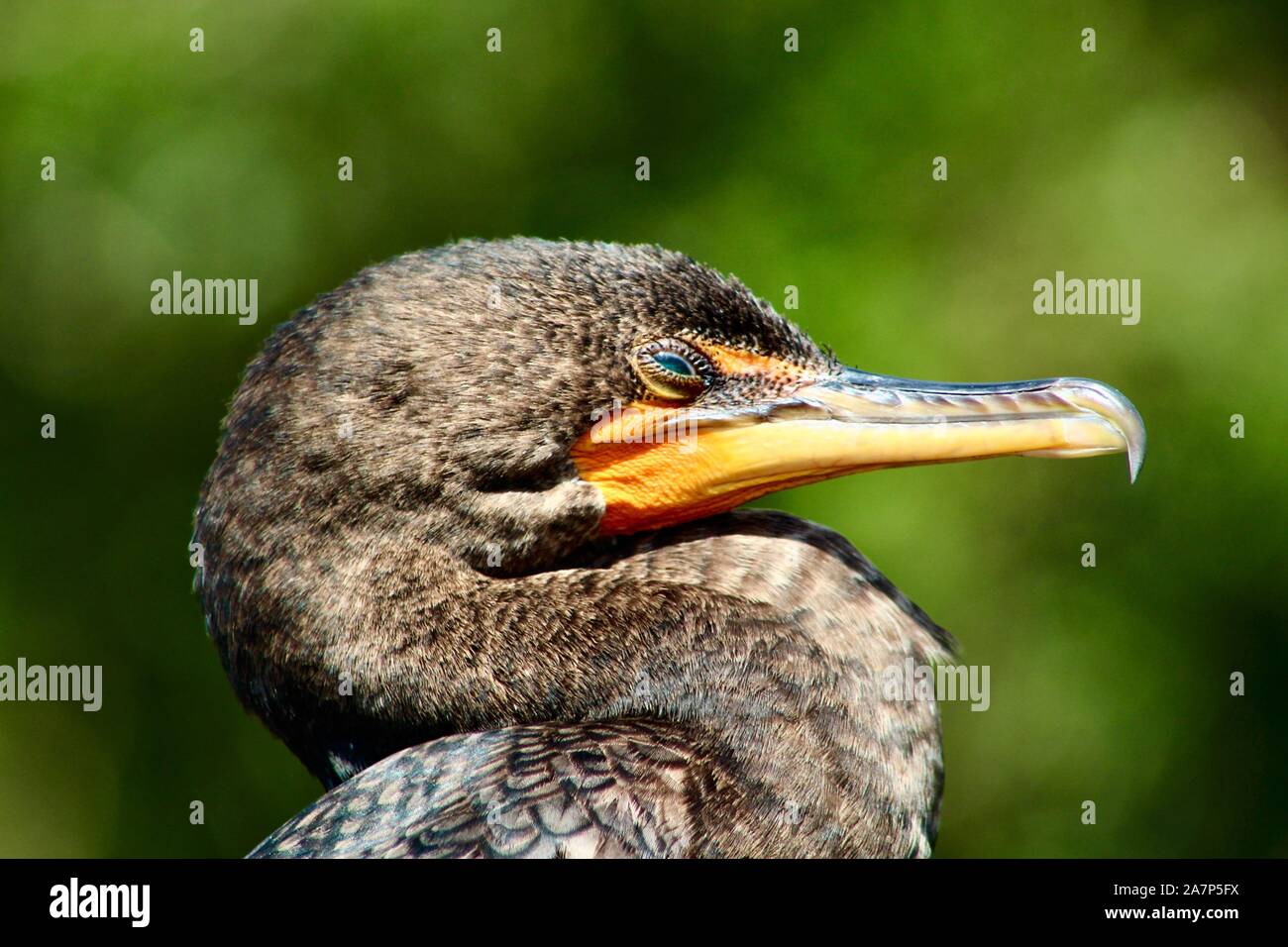 Florida Swamp Bird with blue eyes Stock Photo - Alamy