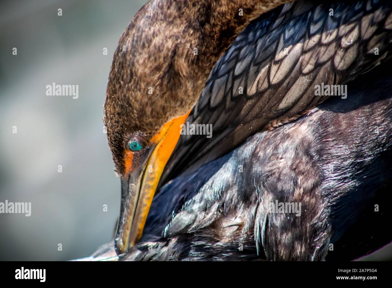 Florida Swamp Bird with blue eyes Stock Photo - Alamy