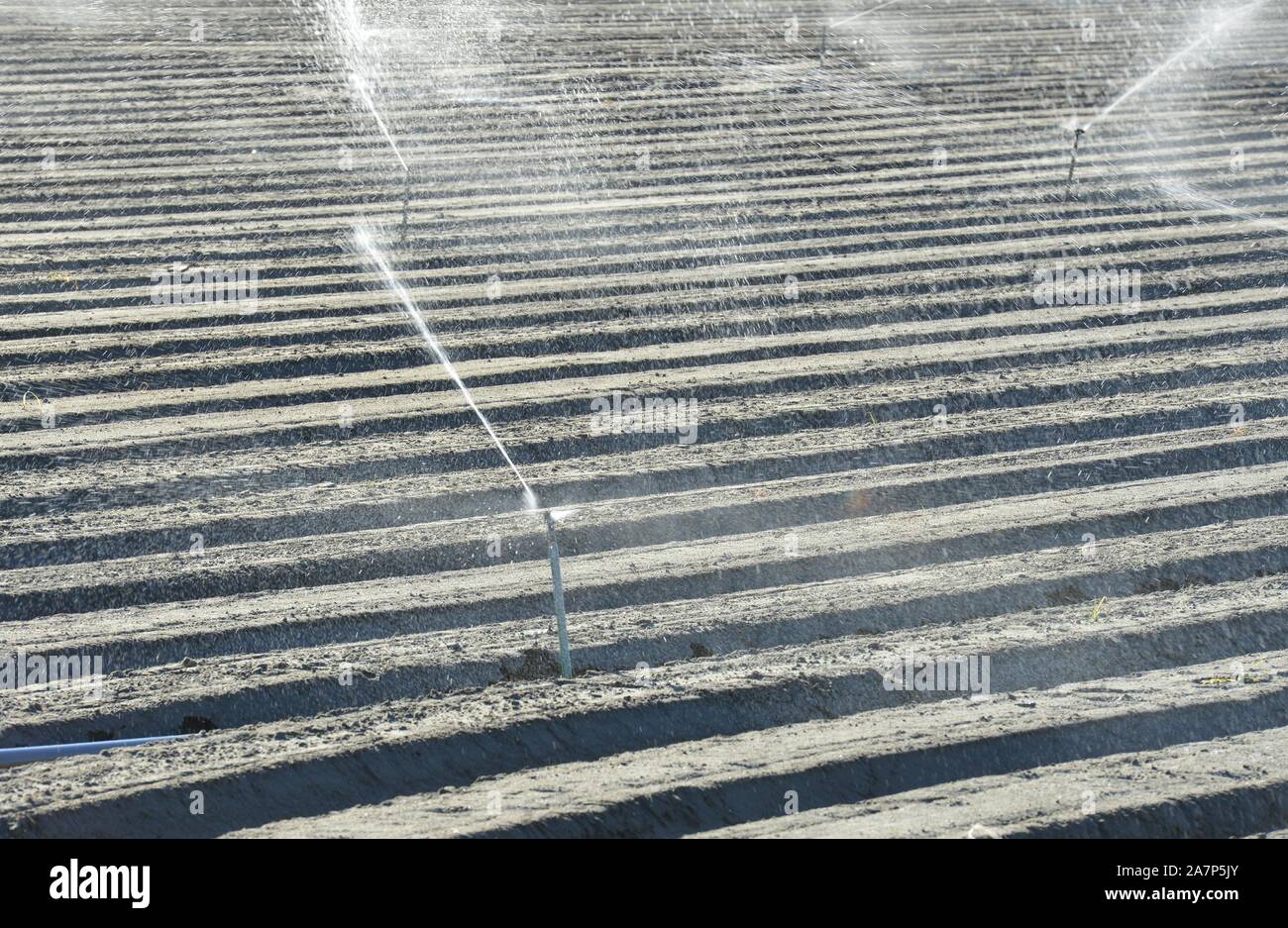 Water irrigation in California Stock Photo - Alamy