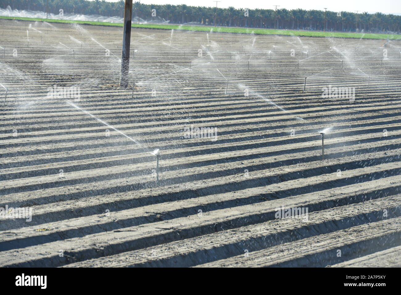 Water irrigation in California Stock Photo - Alamy