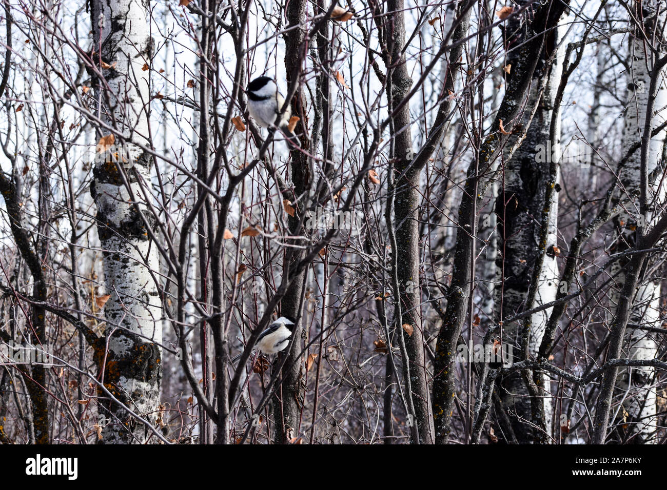 Chickadees in the bush Stock Photo - Alamy