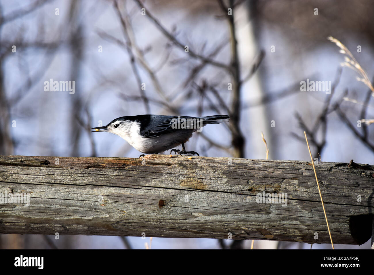 Nuthatch in flight hi-res stock photography and images - Alamy