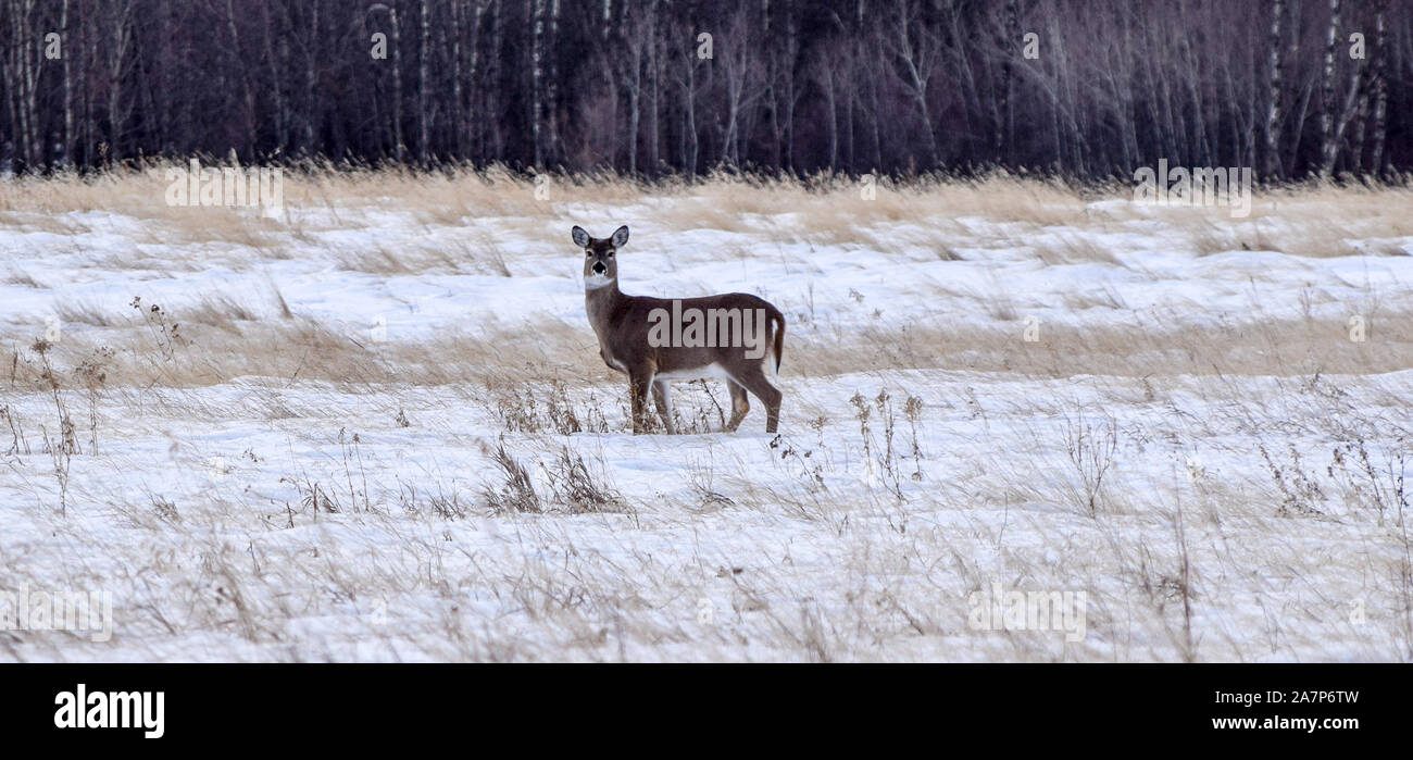 Canadian deer hi-res stock photography and images - Alamy