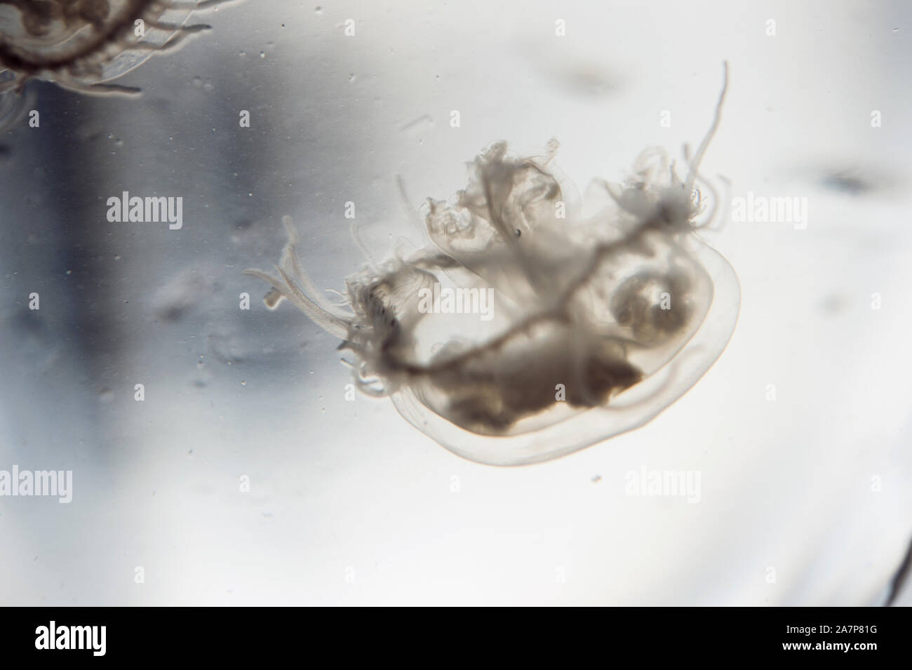 The Craspedacusta sowerbi, freshwater jellyfish in the phylum Cnidaria ...