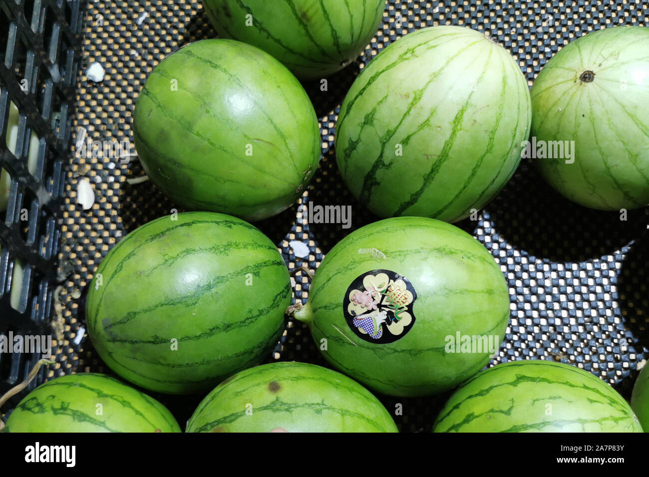 Palm sized hi-res stock photography and images - Alamy