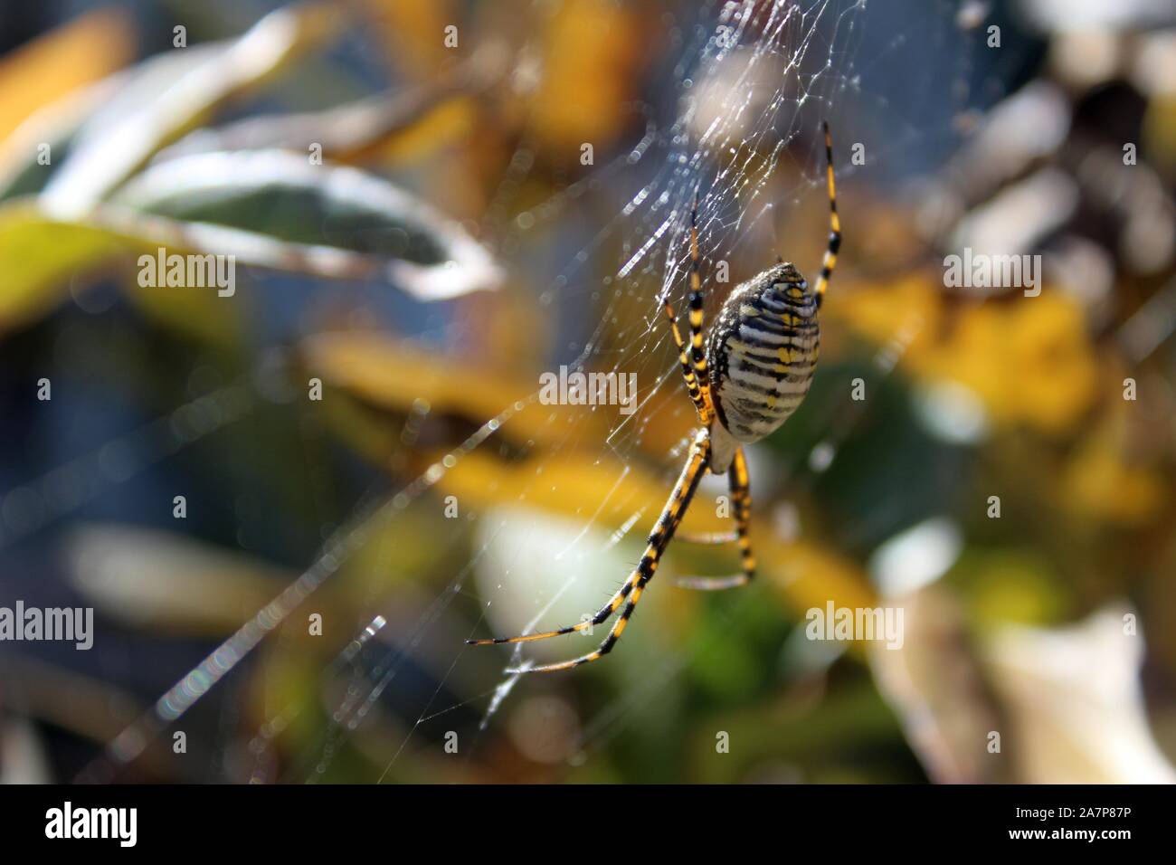 Banded garden spider argiope trifasciata hi-res stock photography and ...