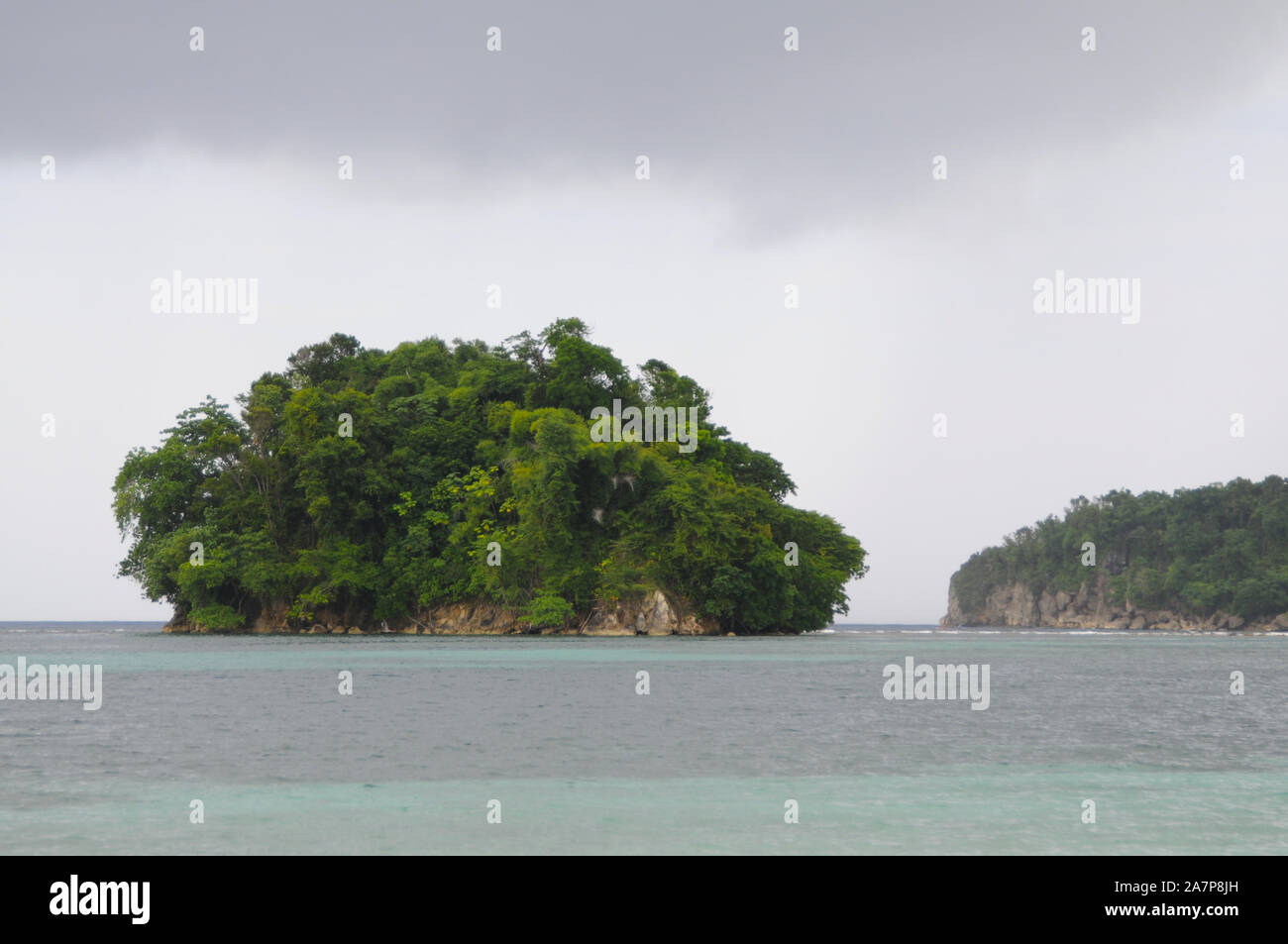 Jamaican monkey hi-res stock photography and images - Alamy