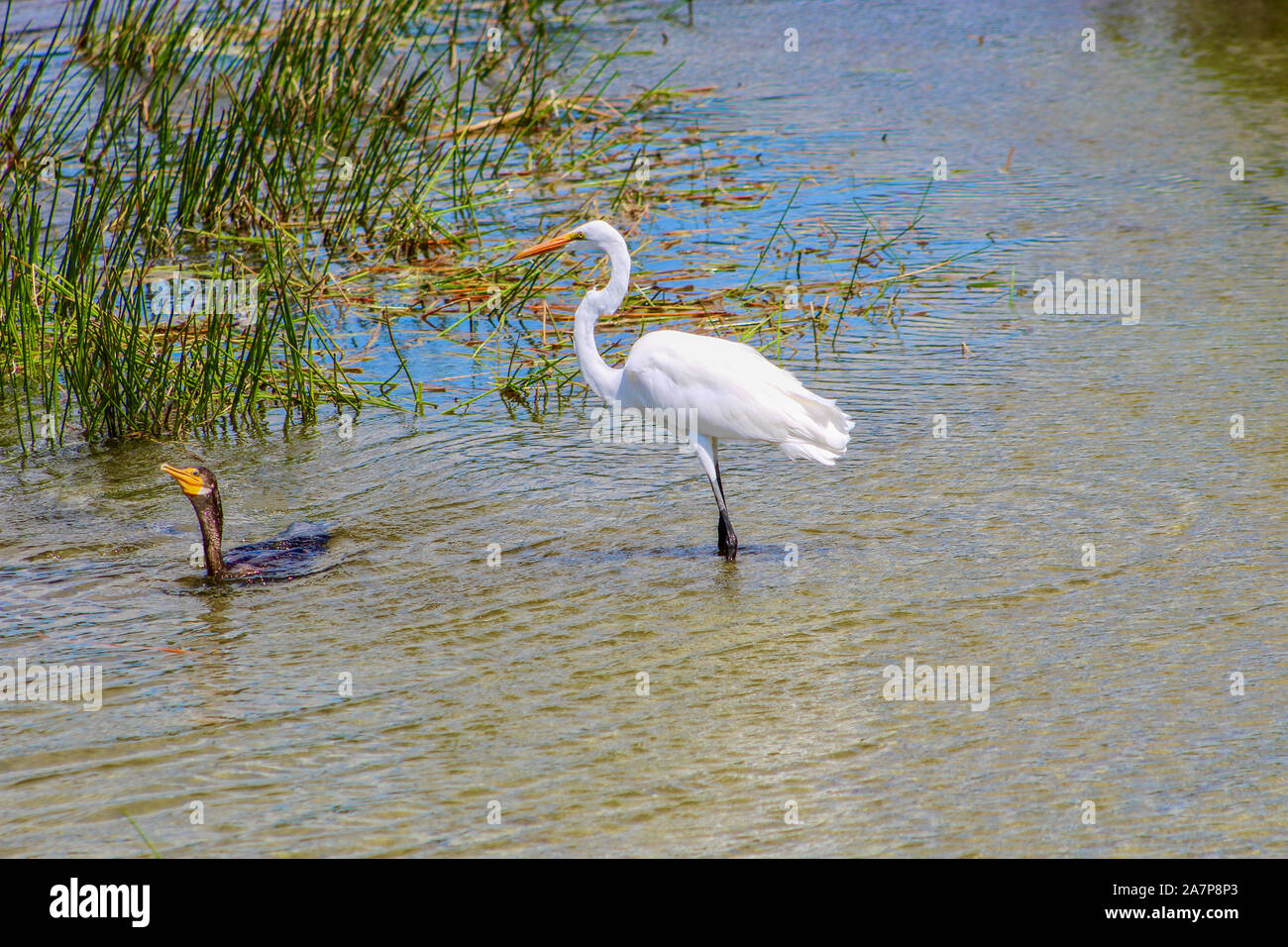 Florida - swamp birds in Florida marsh hunt for food Stock Photo - Alamy