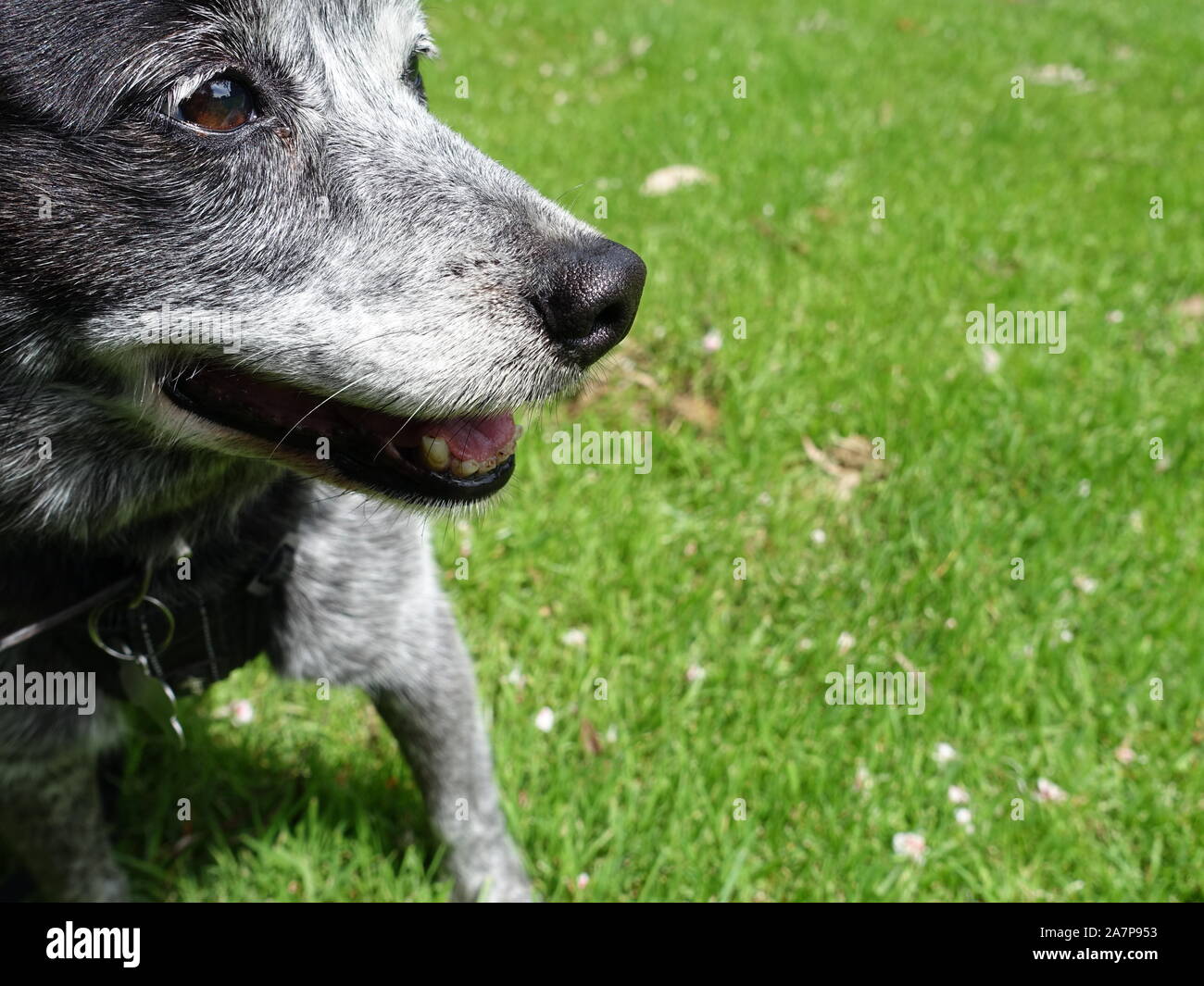 Side view of Dog Stock Photo - Alamy