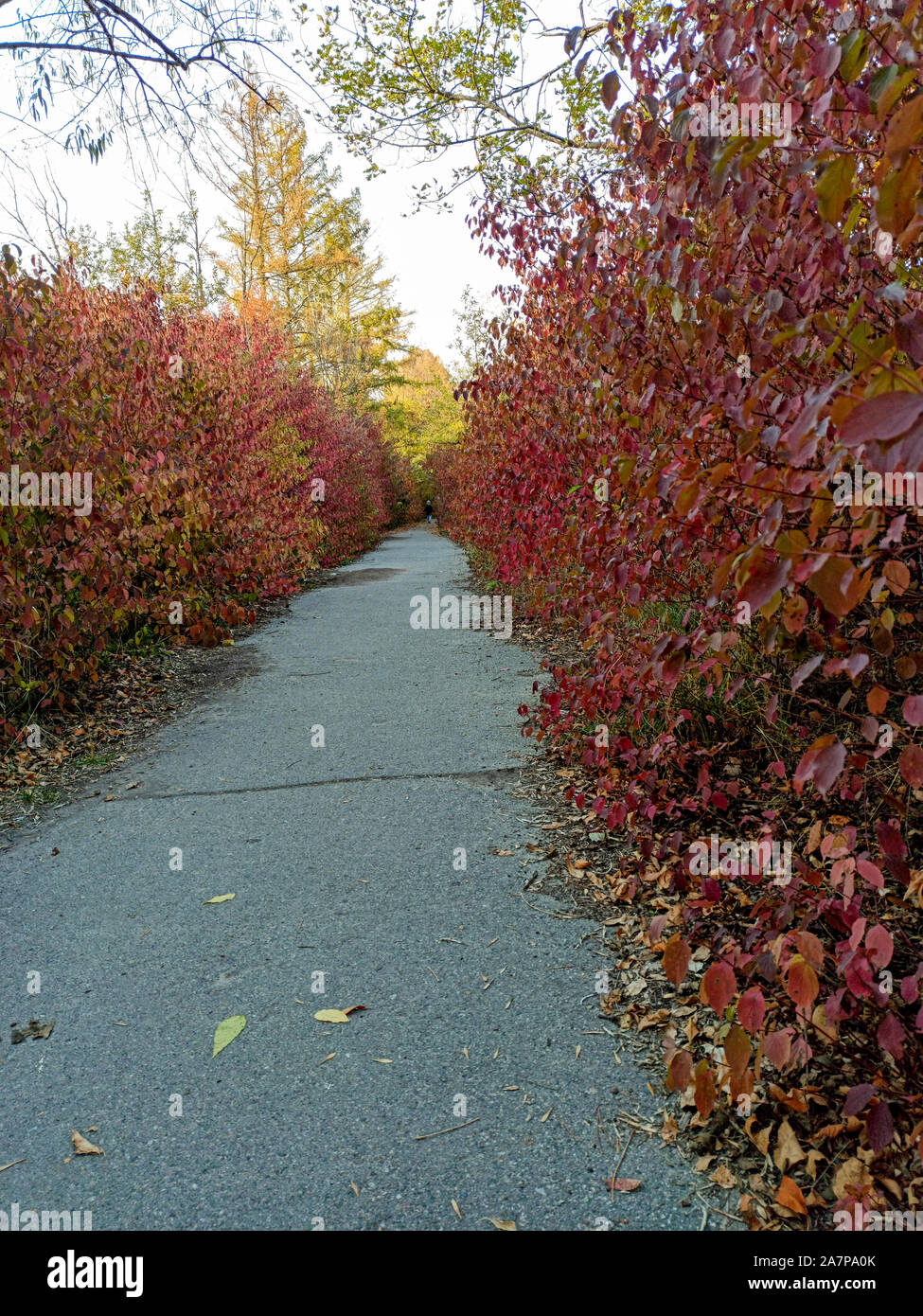 forest path through the bushes. Autumn background. light to the end of ...