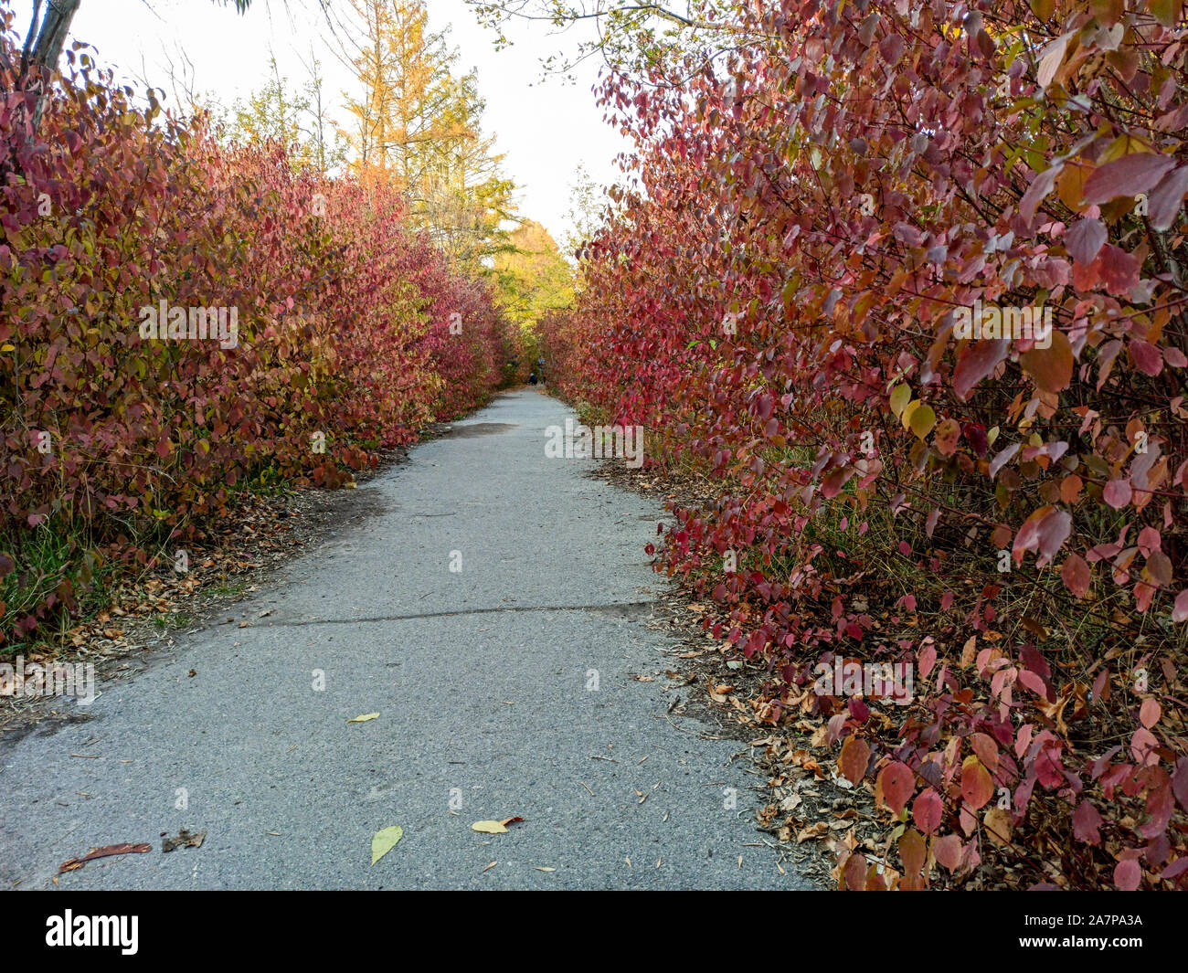 forest path through the bushes. Autumn background. light to the end of ...