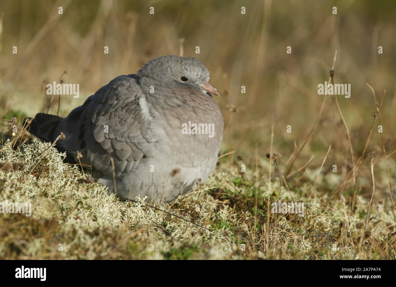 Juvenile dove hi-res stock photography and images - Alamy