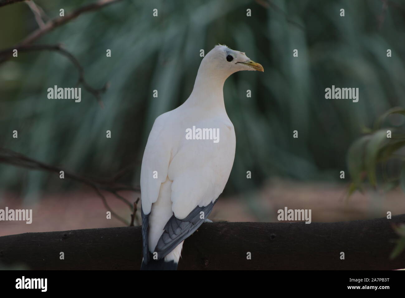 White Bird Side View Stock Photo - Alamy