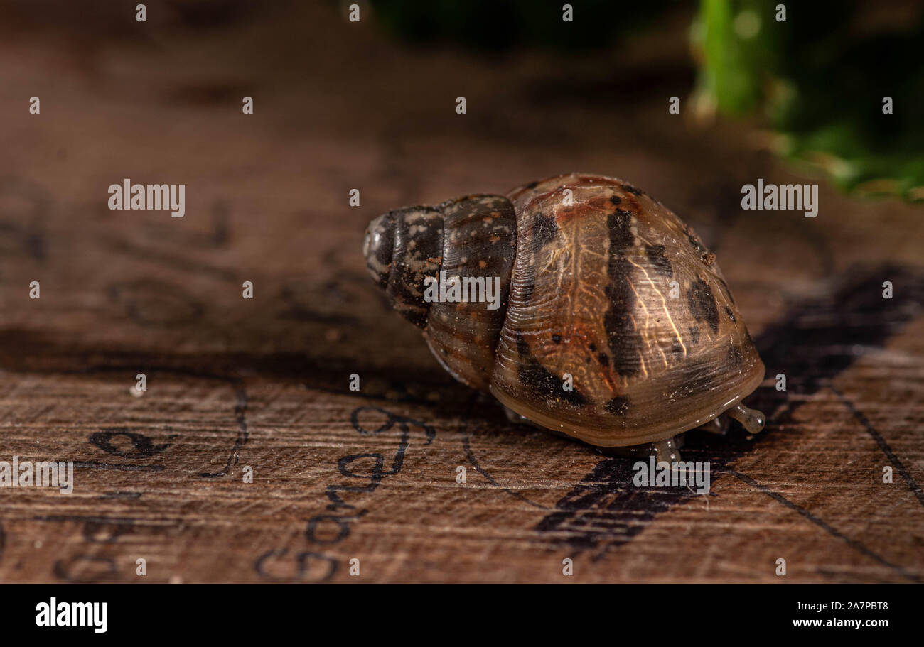 Sneaking Through Grass High Resolution Stock Photography and Images - Alamy