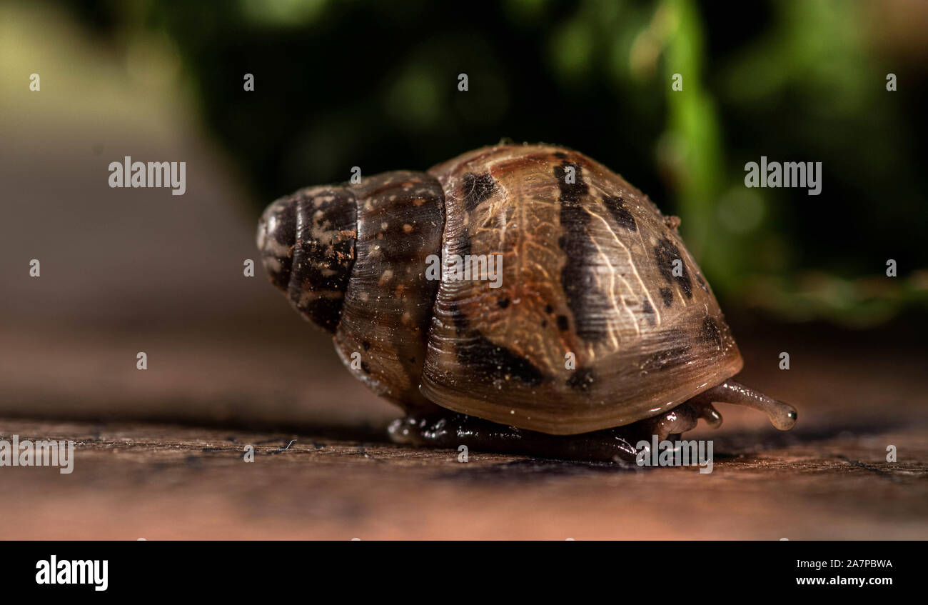 Snails Eyes High Resolution Stock Photography and Images - Alamy
