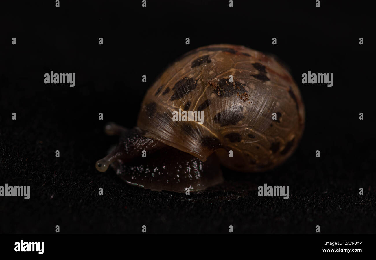 Snails Eyes High Resolution Stock Photography and Images - Alamy