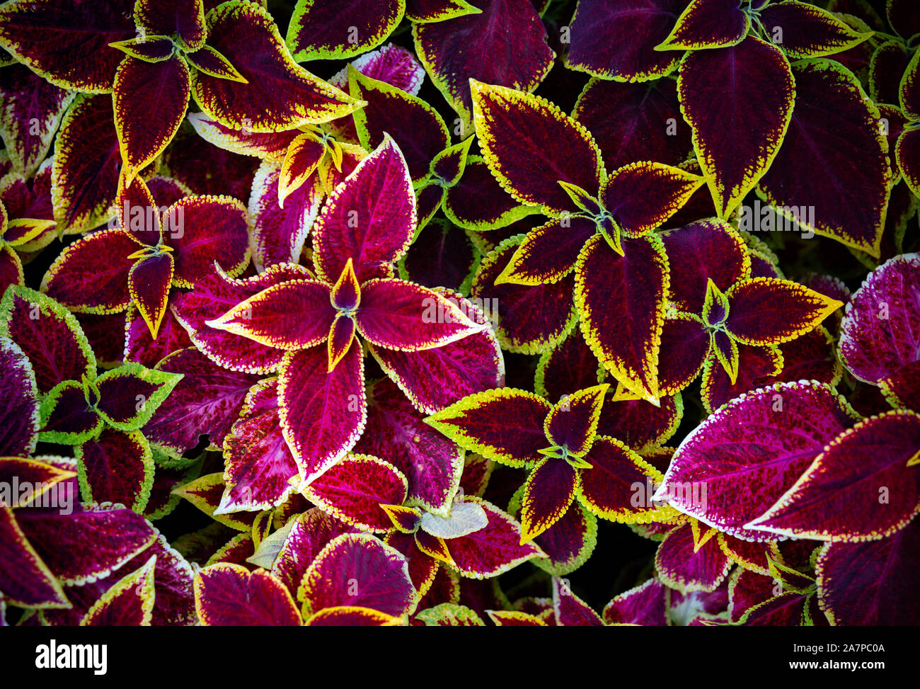 Decorative Coleus Flower Foliage Background Stock Photo - Alamy