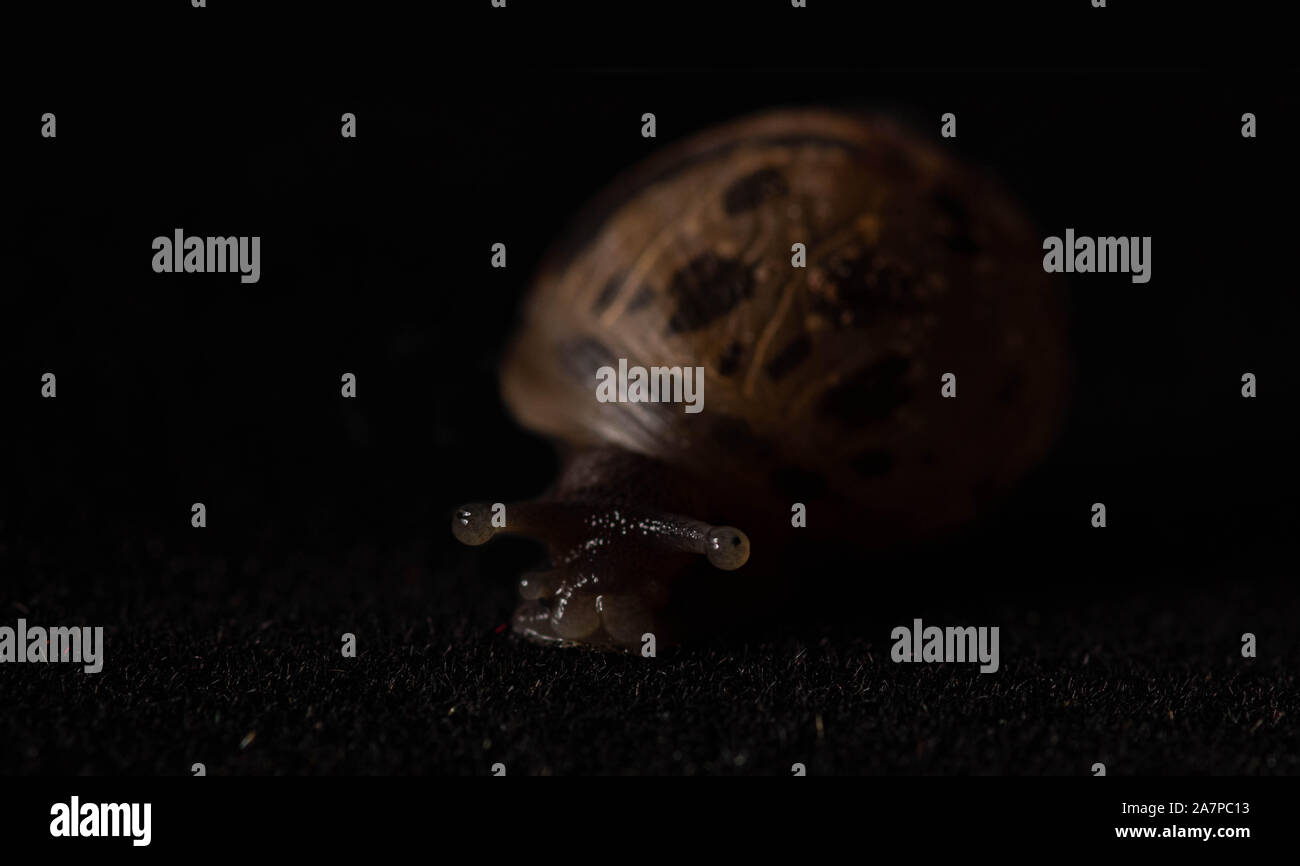 Sneaking snail through his protective shell - hidden snail Stock Photo ...