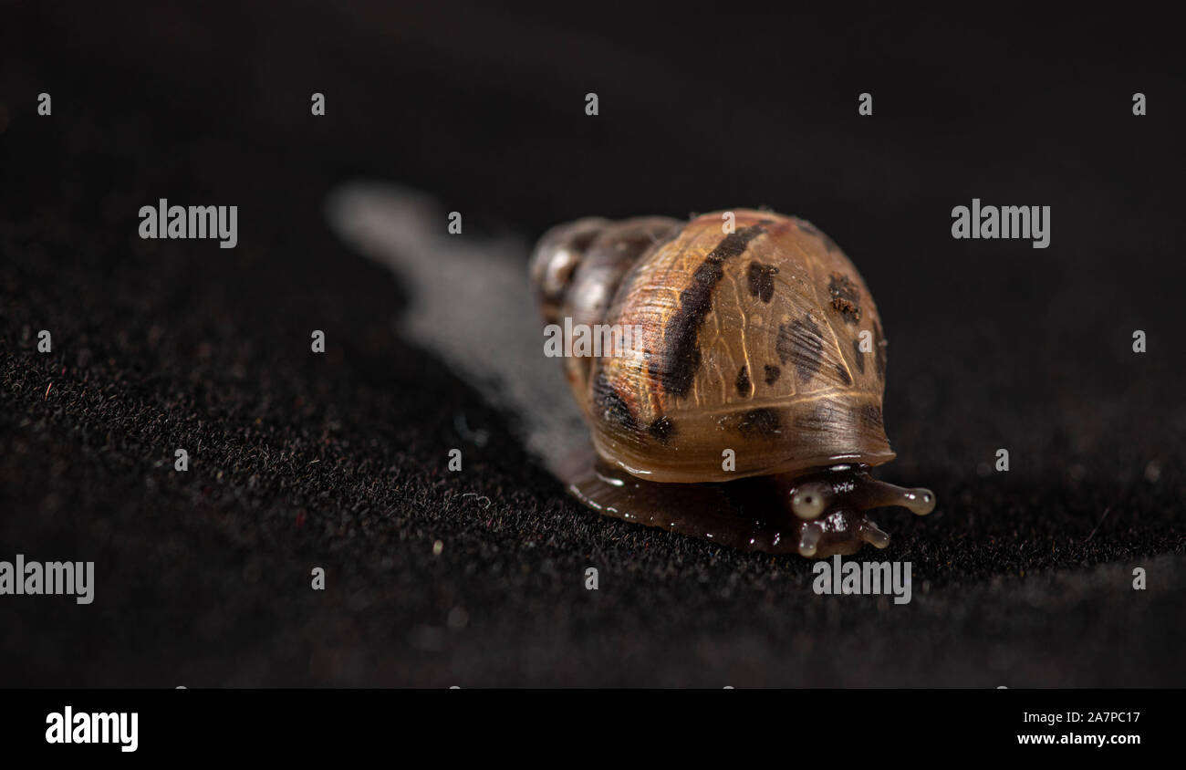 Snails eyes hi-res stock photography and images - Alamy