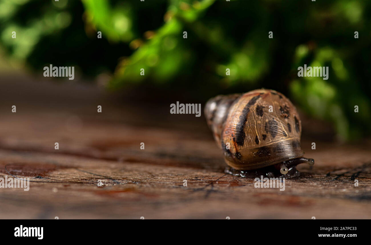 Snail eyes hi-res stock photography and images - Alamy