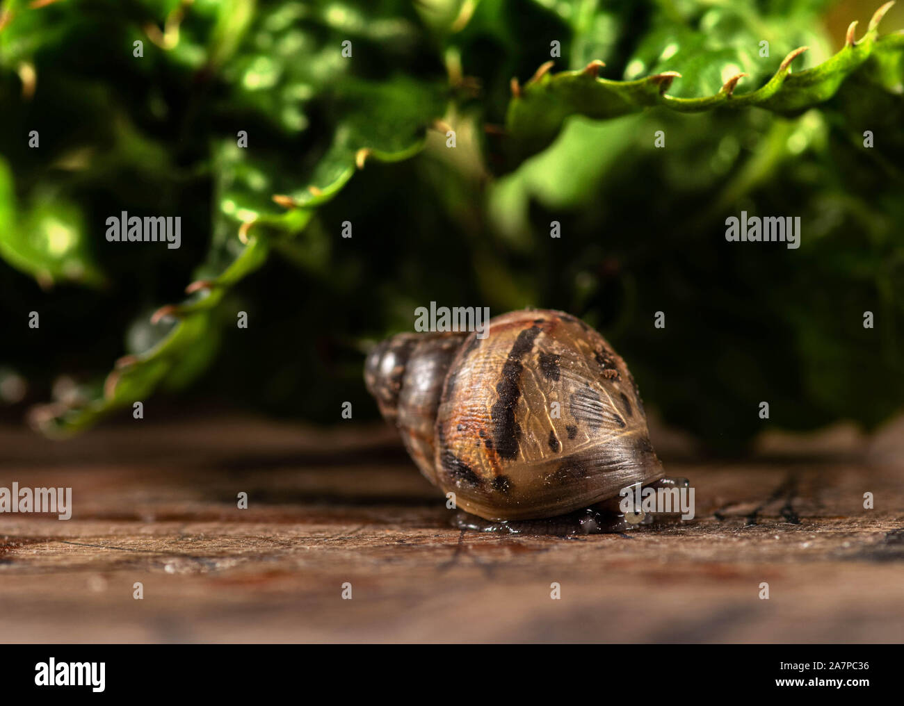 Snails Eyes High Resolution Stock Photography and Images - Alamy