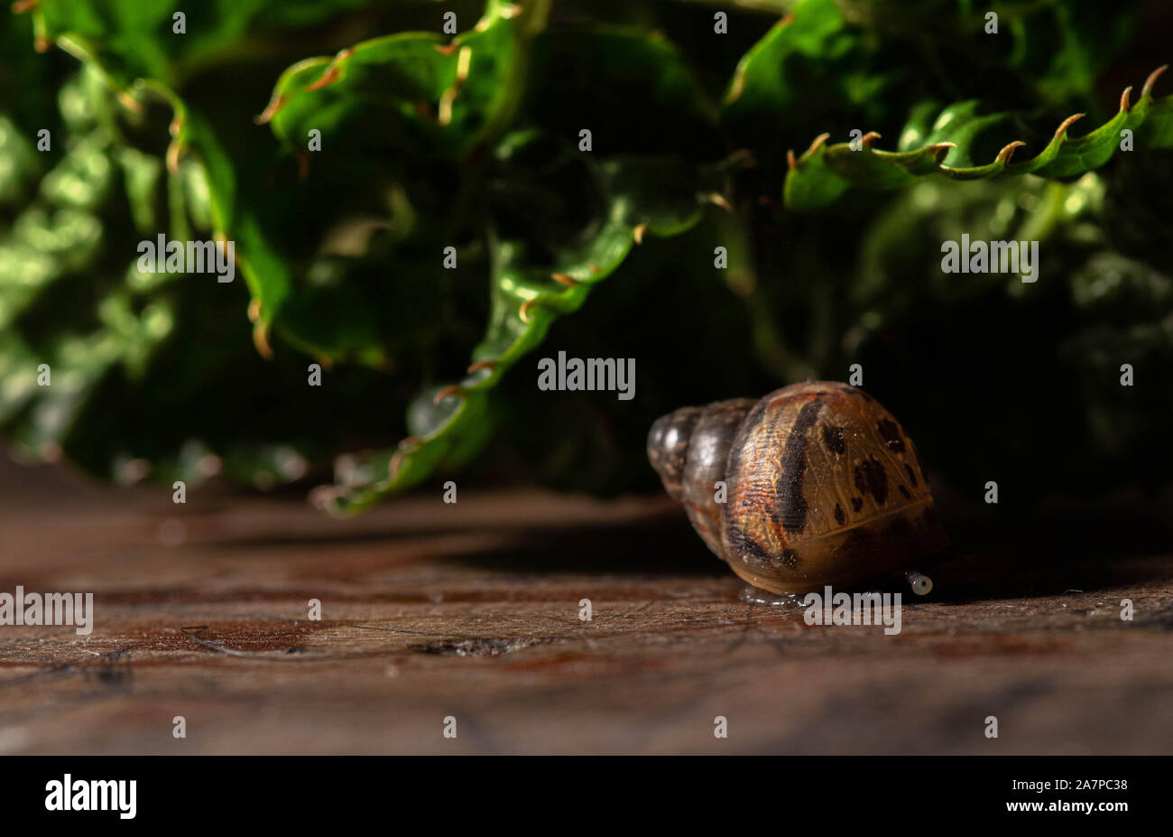 Sneaking snail through his protective shell - hidden snail Stock Photo ...
