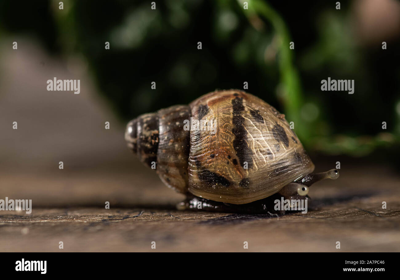 Snails Eyes High Resolution Stock Photography and Images - Alamy