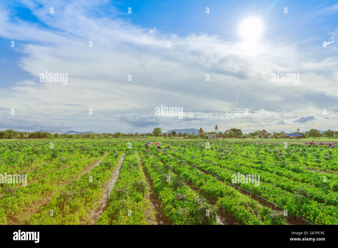 Group of farmers help harvest vegetables grown on the farm by using a ...