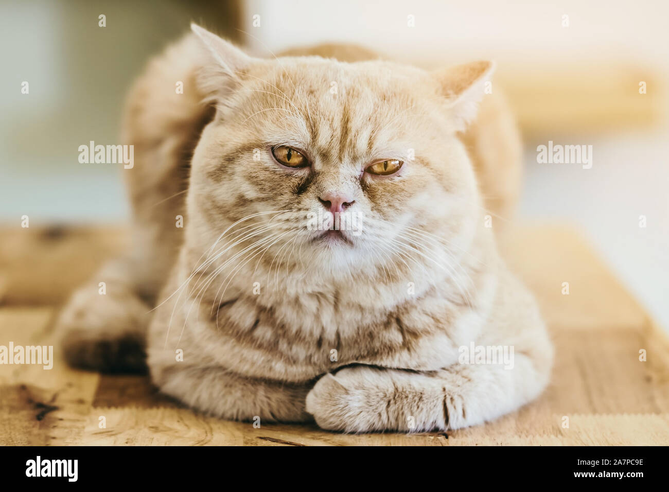 The lazy cat is sleeping lazily in the house Stock Photo - Alamy