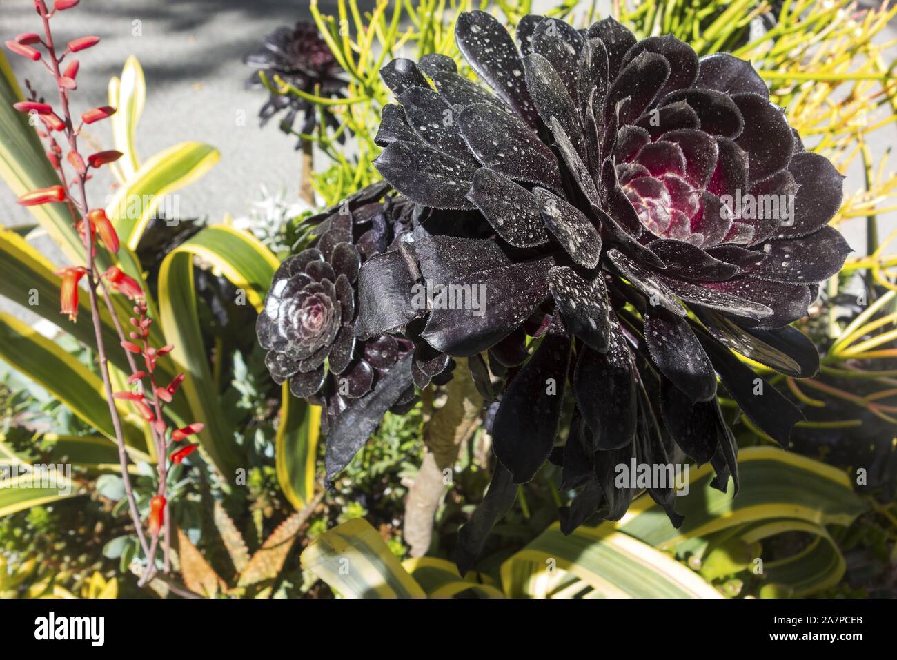 Black Rose Aeonium High Resolution Stock Photography and Images - Alamy