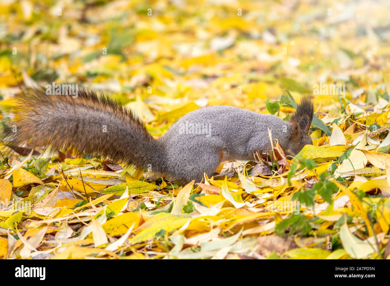 Sciurus vulgaris hides nuts hi-res stock photography and images - Alamy