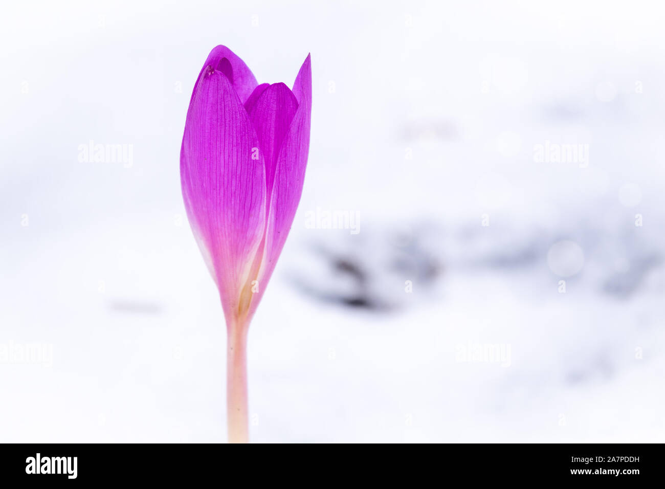 Purple crocus in the snow. Detail of purple crocus flowers. Spring ...