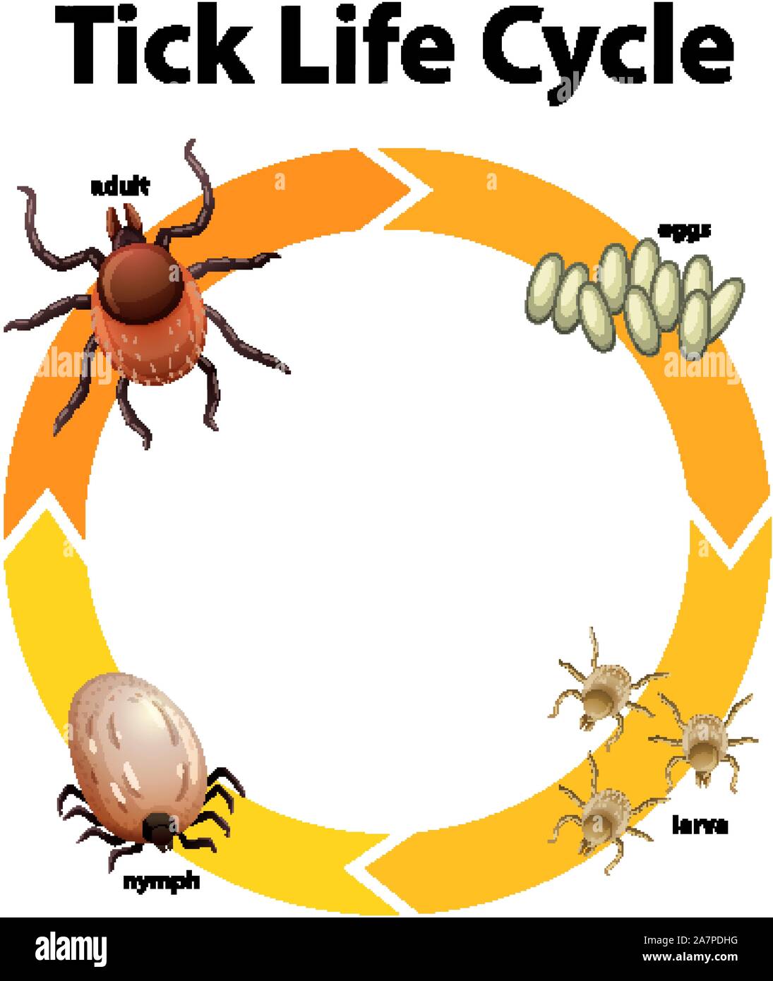Diagram showing life cycle of tick illustration Stock Vector Image ...