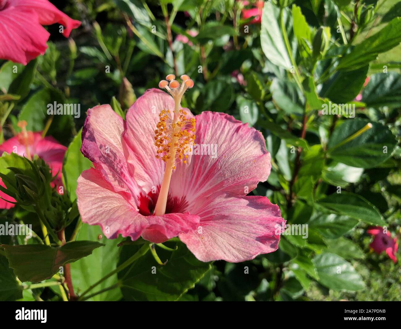 Palm Beach, Florida - pink hibiscus Stock Photo - Alamy