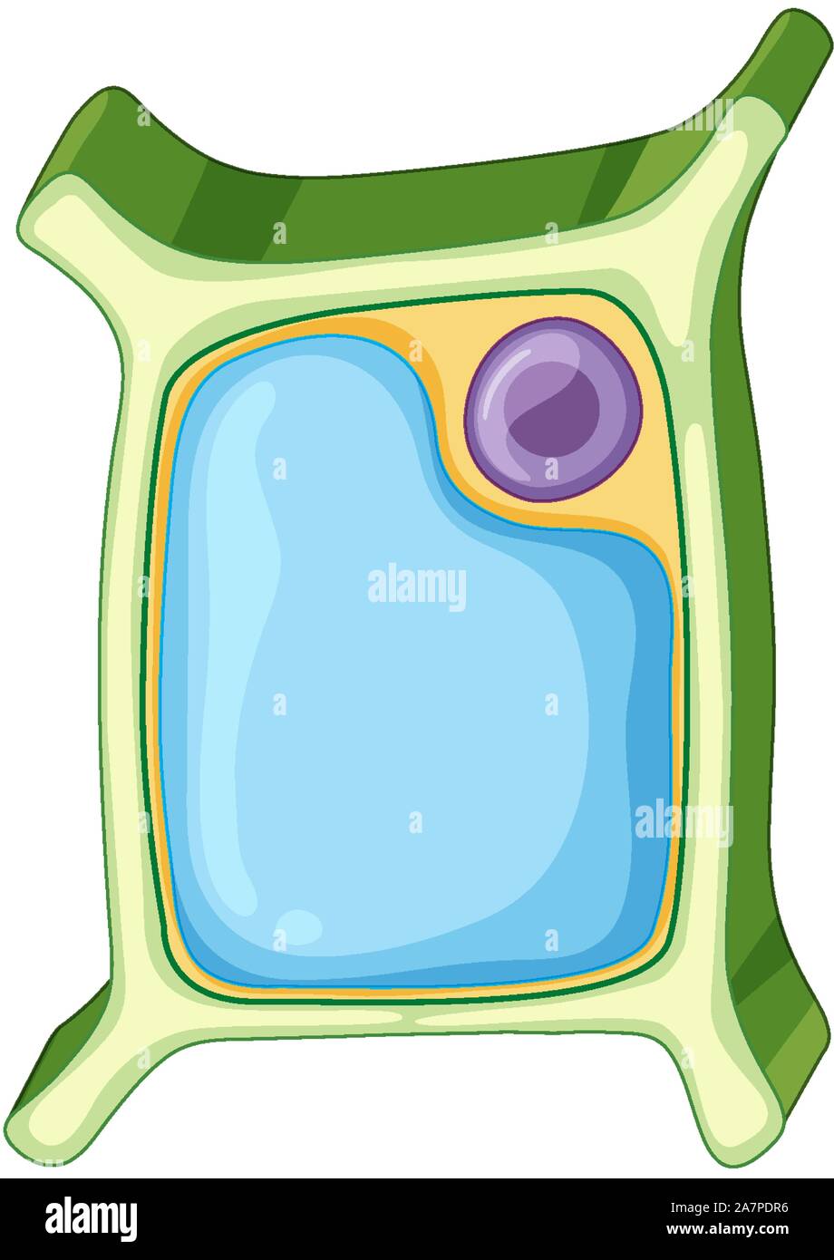 Diagram showing plant cell illustration Stock Vector Image & Art - Alamy