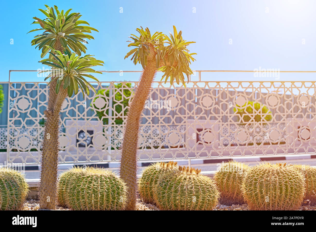 Cactus in egypt hi-res stock photography and images - Alamy