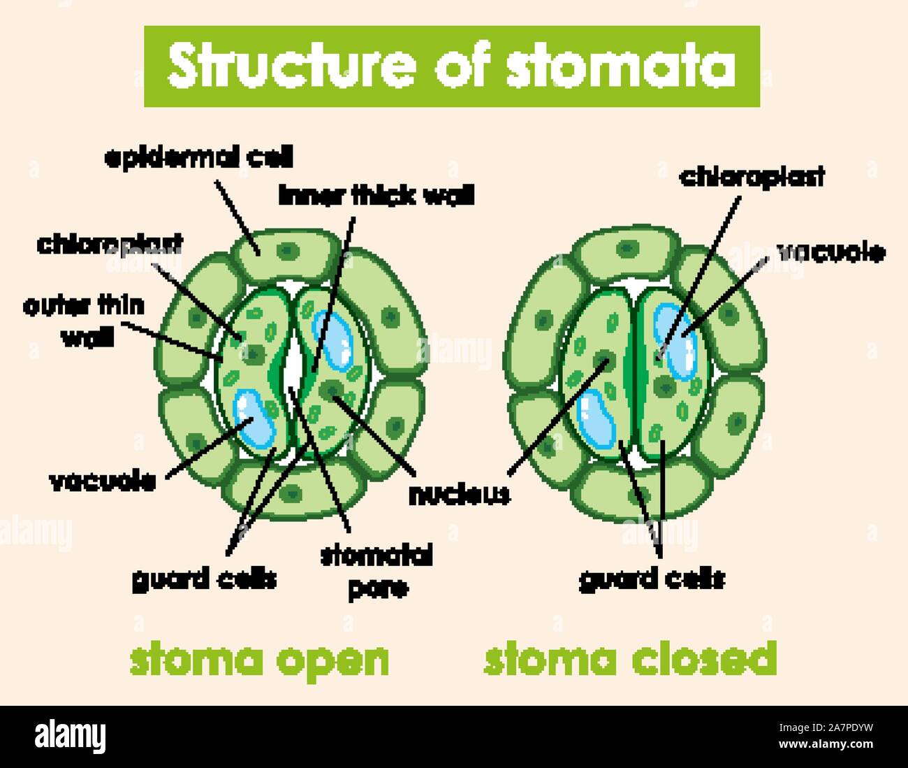 Diagram Showing Structure Of Stomata Illustration Stock Vector Image
