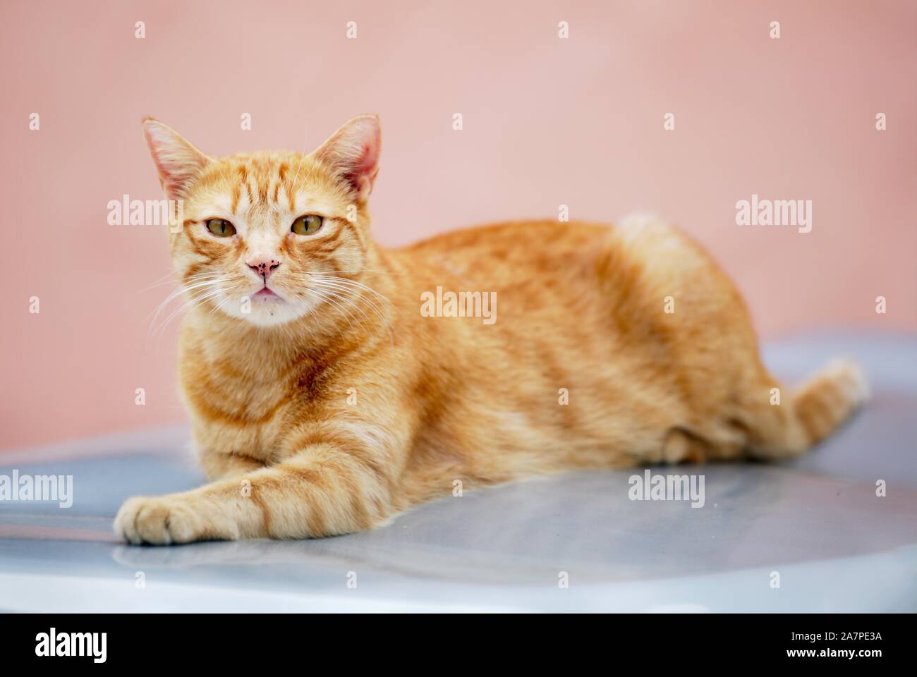 Focused apricot hi-res stock photography and images - Alamy