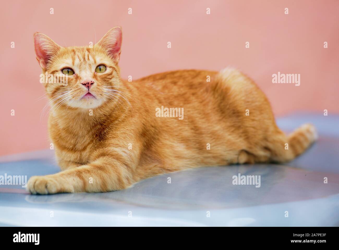 Cat paw stretched hi-res stock photography and images - Alamy